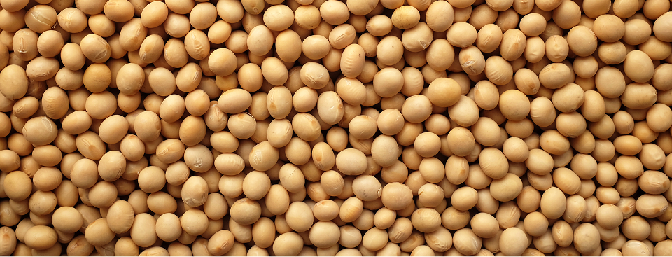SloIron® : Plant-Based Ferritin Iron | Cyvex Nutrition